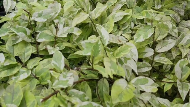 Sig-Sag Images – Browse 21 Stock Photos, Vectors, and Video | Adobe Stock