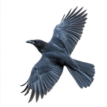 รูปภาพ"Crow – เลือกดูภาพถ่ายสต็อก เวกเตอร์ และวิดีโอ327,316 | Adobe Stock