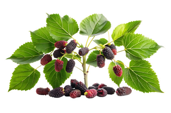 "Fruit Composition" Images – Browse 6,449 Stock Photos, Vectors, and ...