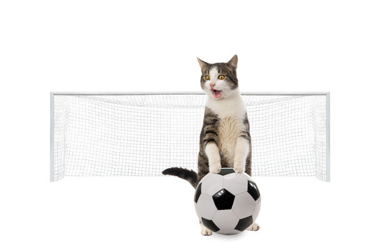 Soccer Cats Fc