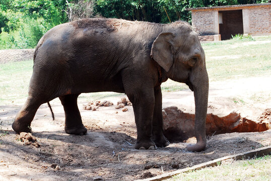 "Elefante Africano"-Bilder: Stock-Fotos & -Videos. | Adobe Stock