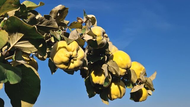 "Quince Tree" Images – Browse 58,876 Stock Photos, Vectors, and Video ...