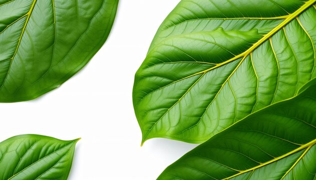 "Cocoa Leaf" Images – Browse 263 Stock Photos, Vectors, and Video ...