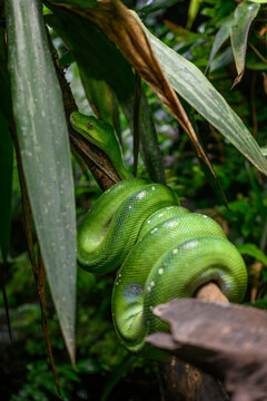 Python Snake"」の写真素材 | 5,917件の無料イラスト画像 | Adobe Stock