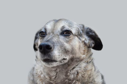 "Dirty Look" Images – Browse 1,408 Stock Photos, Vectors, and Video ...