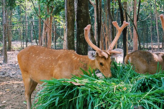 รูปภาพBarasingha – เลือกดูภาพถ่ายสต็อก เวกเตอร์ และวิดีโอ1,040 | Adobe ...
