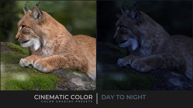 Color Grading Images – Browse 276,363 Stock Photos, Vectors, and Video ...