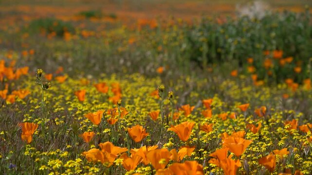 "Super Bloom" Images – Browse 4,616 Stock Photos, Vectors, and Video ...