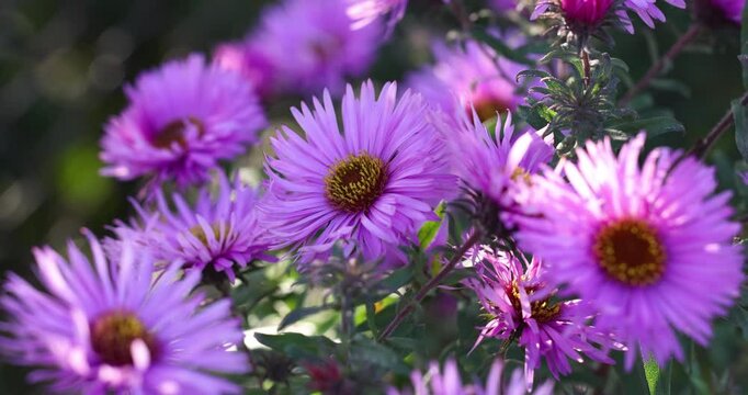 "Flowers In The Wind" Images – Browse 138 Stock Photos, Vectors, and ...