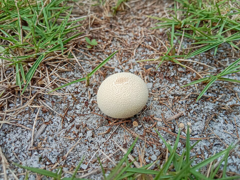 "Warted Puffball" Images – Browse 1,815 Stock Photos, Vectors, and ...