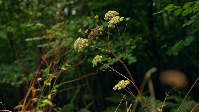 "Wild Celery" Images – Browse 1,058 Stock Photos, Vectors, and Video ...