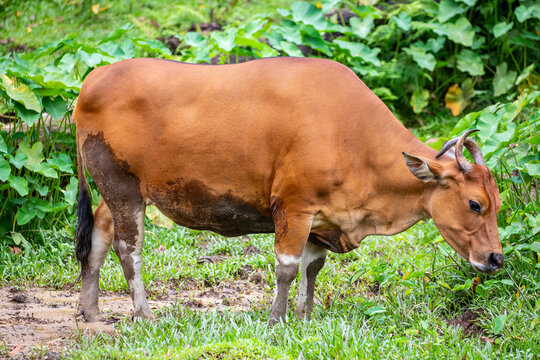 "Javan Banteng" Images – Browse 2,824 Stock Photos, Vectors, and Video ...