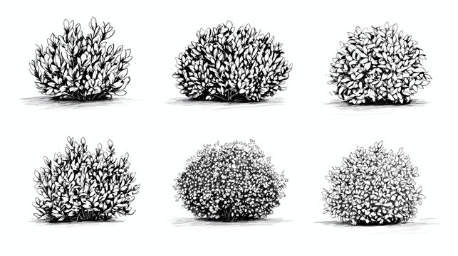 Architectural Bushes Rendering