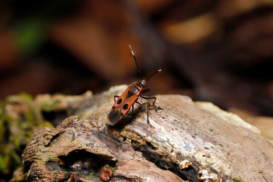 "Aerial Insect Net" Images – Browse 18,155 Stock Photos, Vectors, and ...