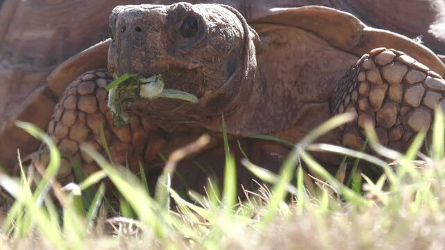 "Land Turtle" Images – Browse 265,681 Stock Photos, Vectors, and Video ...