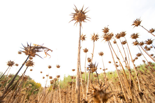 "Spiky Plant" Images – Browse 1,854 Stock Photos, Vectors, and Video ...