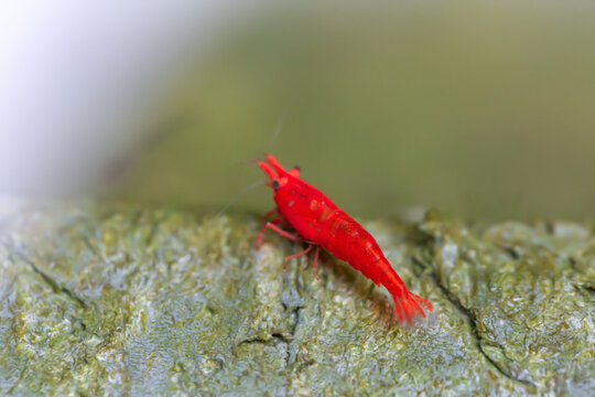 Bee Shrimp"」の写真素材 | 351件の無料イラスト画像 | Adobe Stock