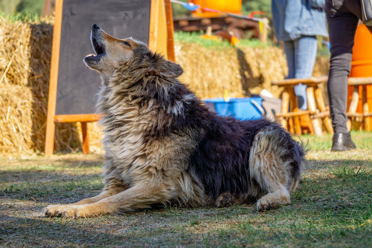 "Baca-Bilder: Stock-Fotos & -Videos. | Adobe Stock