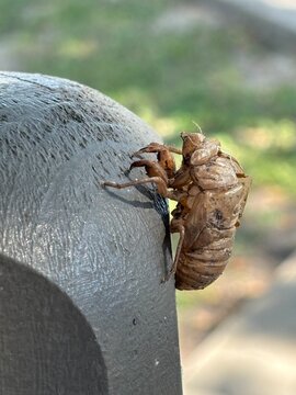 Cicada Shell Images – Browse 4,520 Stock Photos, Vectors, and Video ...