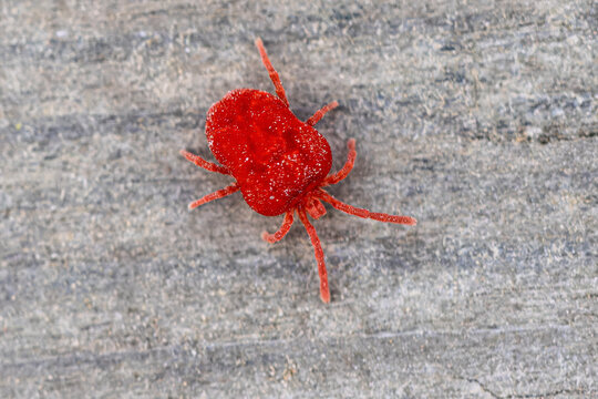 "Red Mite" Images – Browse 422 Stock Photos, Vectors, and Video | Adobe ...
