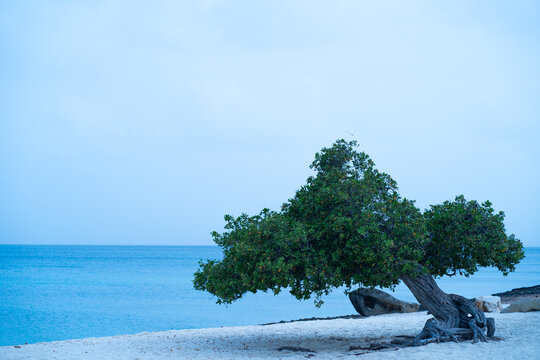 Divi-Divi Images – Browse 940 Stock Photos, Vectors, and Video | Adobe ...