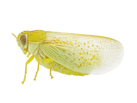 "Plant Hopper"-Bilder: Stock-Fotos & -Videos. | Adobe Stock