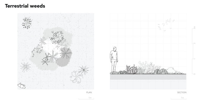 How To Draw Trees Landscape Architecture
