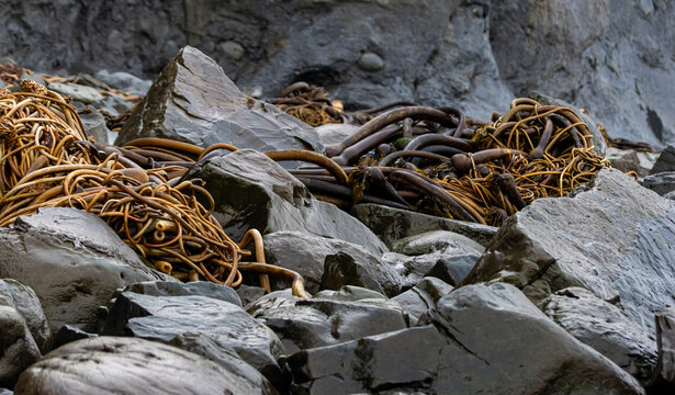 "Giant Kelp" Images – Browse 1,269 Stock Photos, Vectors, and Video ...