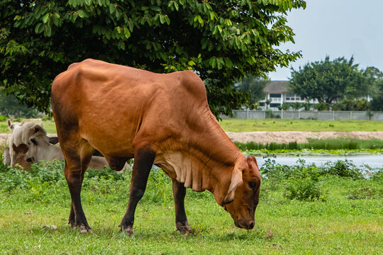 Indicine Cattle"」の写真素材 | 7,865件の無料イラスト画像 | Adobe Stock