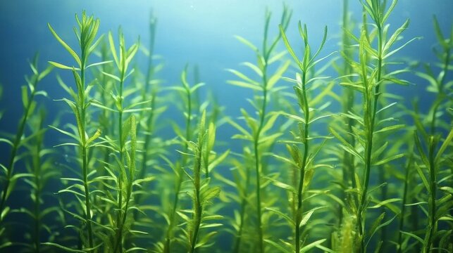 "Hydrilla Verticillata" Images – Browse 740 Stock Photos, Vectors, and ...