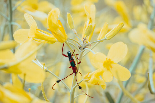 Guitarrero Images – Browse 11 Stock Photos, Vectors, and Video | Adobe ...