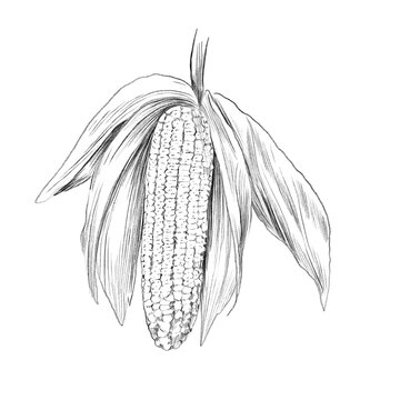 Corn Line Drawing