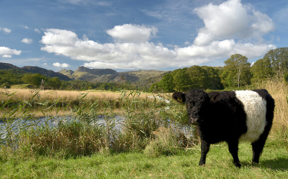 belted galloway