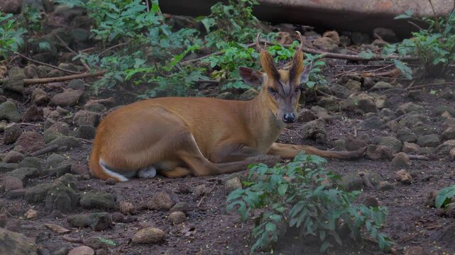 Mamming Images – Browse 14,295 Stock Photos, Vectors, and Video | Adobe ...