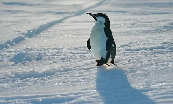 Penguin In Snow Images – Browse 185,875 Stock Photos, Vectors, and ...