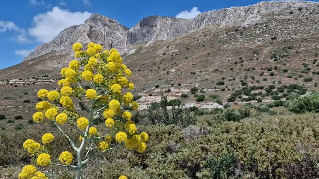 Ferula Communis"」の写真素材 | 473件の無料イラスト画像 | Adobe Stock