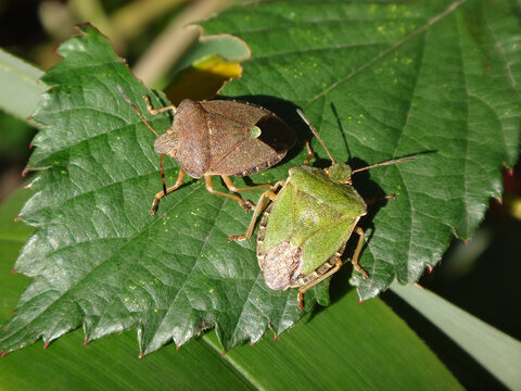 "Shield Bugs" Imagens – Procure 12,009 fotos, vetores e vídeos | Adobe ...
