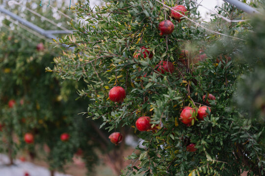 「固める」の写真素材 | 4,310,065件の無料イラスト画像 | Adobe Stock