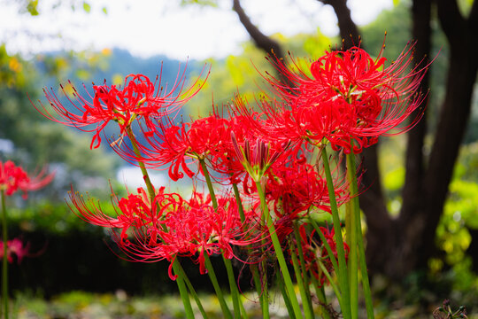 「Daigo」の写真素材 | 2,177件の無料イラスト画像 | Adobe Stock