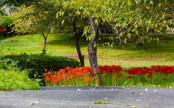 「Daigo」の写真素材 | 2,177件の無料イラスト画像 | Adobe Stock