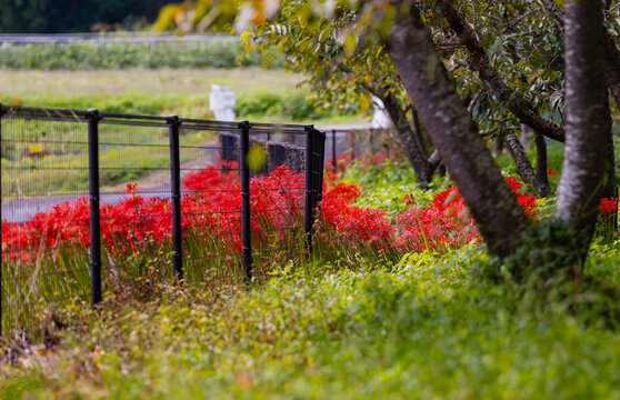 「Daigo」の写真素材 | 2,177件の無料イラスト画像 | Adobe Stock