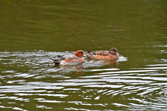 ヒドリガモ Images – Browse 988 Stock Photos, Vectors, and Video | Adobe Stock