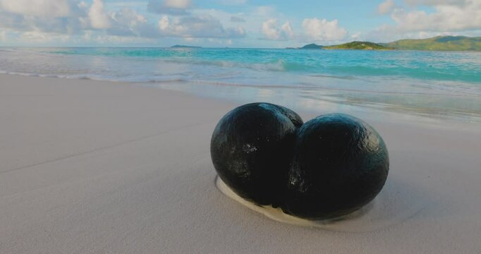 "Coco De Mer" Images – Browse 2,464 Stock Photos, Vectors, and Video ...