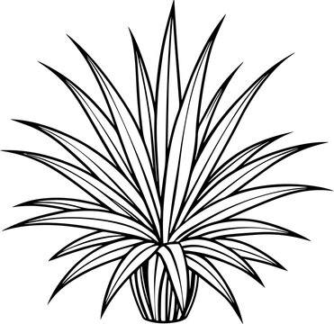 「ユッカ植物」の写真素材 | 36,490件の無料イラスト画像 | Adobe Stock