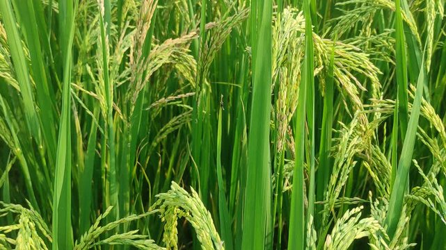 "Rice Plant" Images – Browse 3,659,710 Stock Photos, Vectors, and Video ...