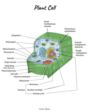 3d Labeled Plant Cell