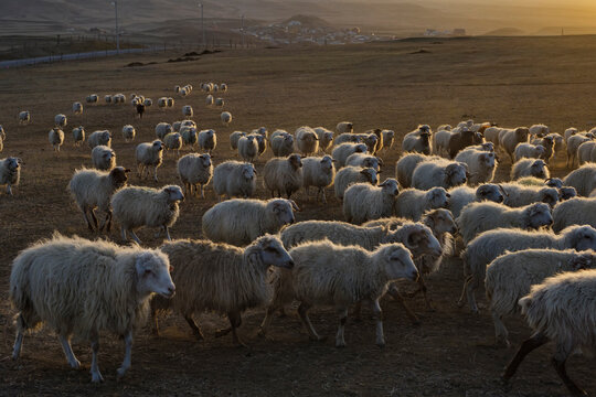 "Flocking Behavior" Images – Browse 539,361 Stock Photos, Vectors, and ...