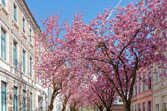 "Bonner - Images et vidéos libres de droits | Adobe Stock