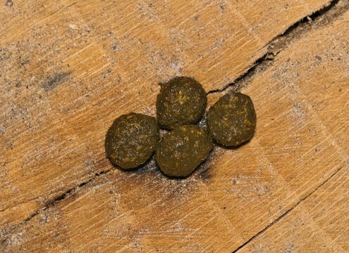"Rabbit Droppings" Images – Browse 33 Stock Photos, Vectors, and Video ...