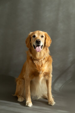 "Golden Retreiver" Images – Browse 583,287 Stock Photos, Vectors, and ...